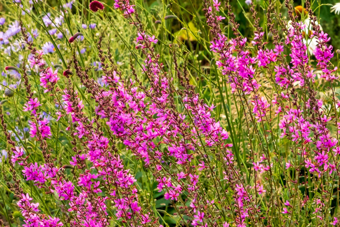 Lythrum Dropmore Purple - Staudenwiese