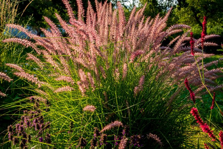 Pennisetum Karley Rose - Staudenwiese