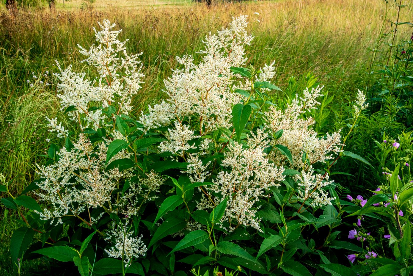 Aconogonon Johanniswolke - Staudenwiese