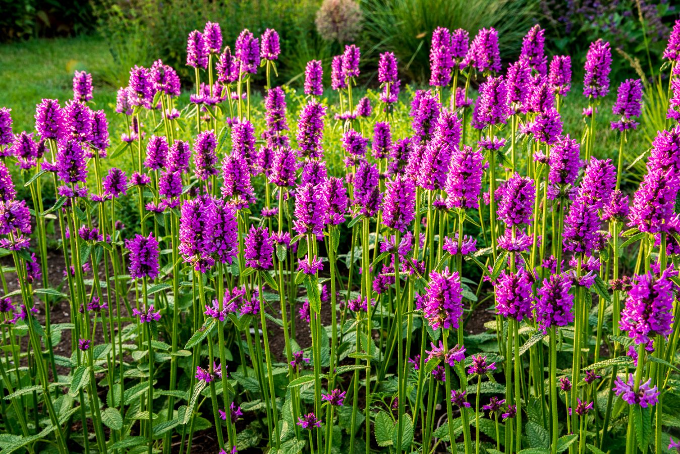 Betonica Hummelo - Staudenwiese