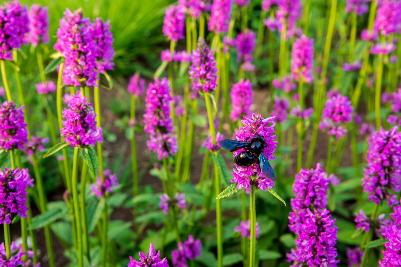 Betonica Hummelo - Staudenwiese