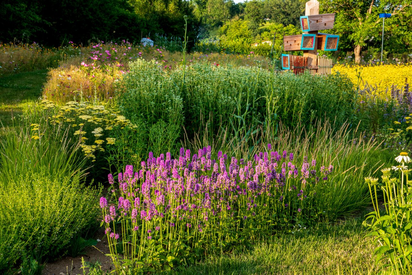 Betonica Hummelo - Staudenwiese