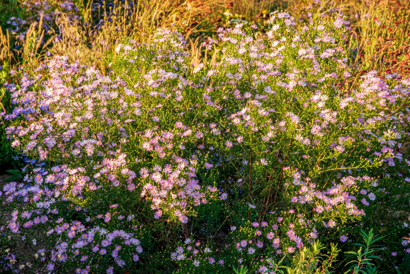 Aster Pink Star - Staudenwiese