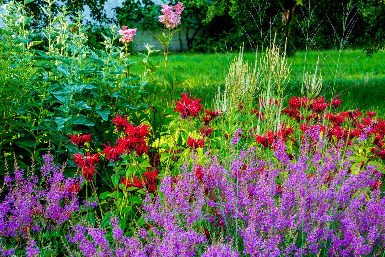 Lythrum Swirl - Staudenwiese