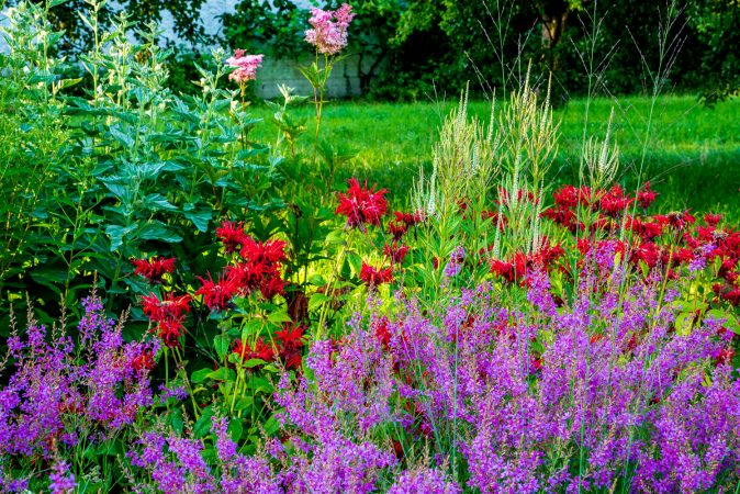 Lythrum Swirl - Staudenwiese