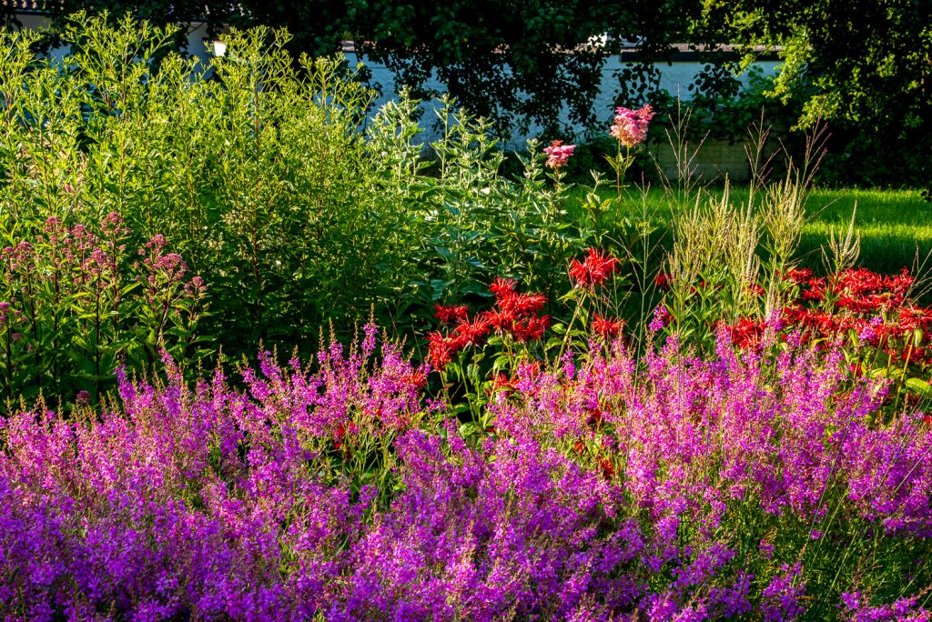 Lythrum Swirl - Staudenwiese