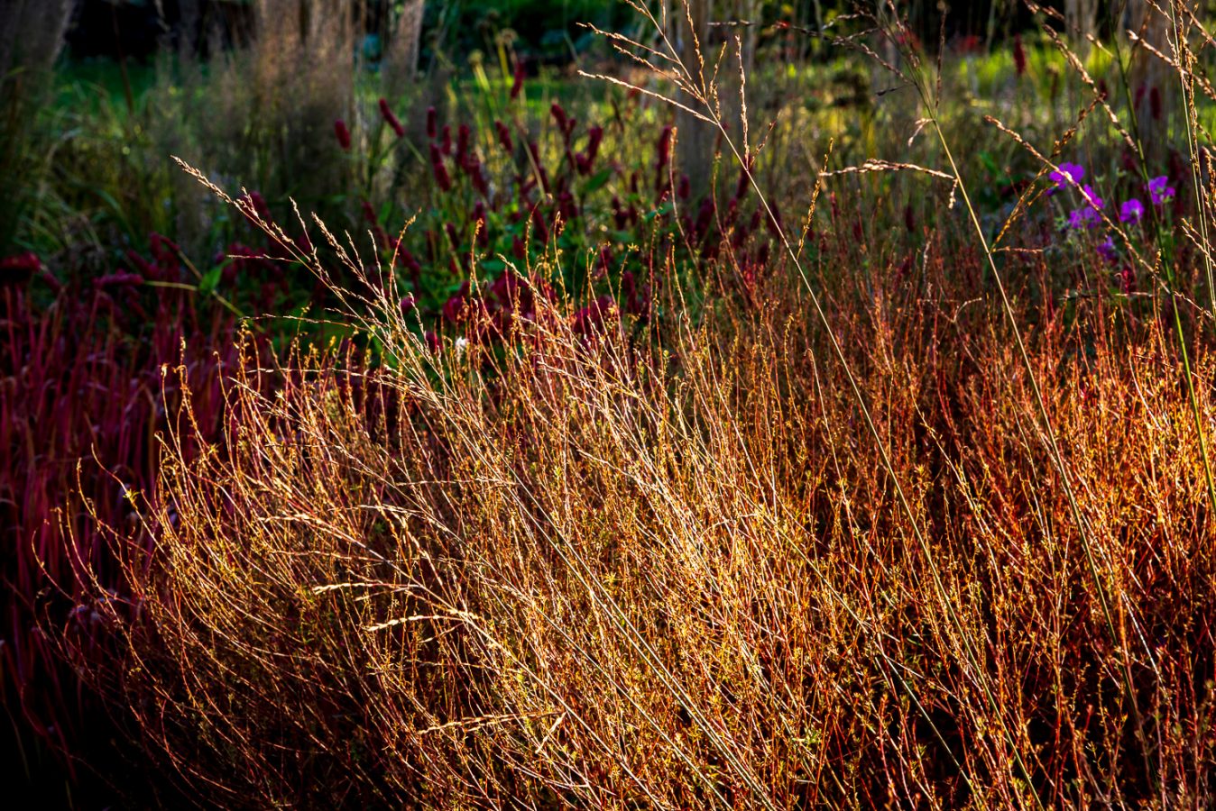 Lythrum Swirl - Staudenwiese